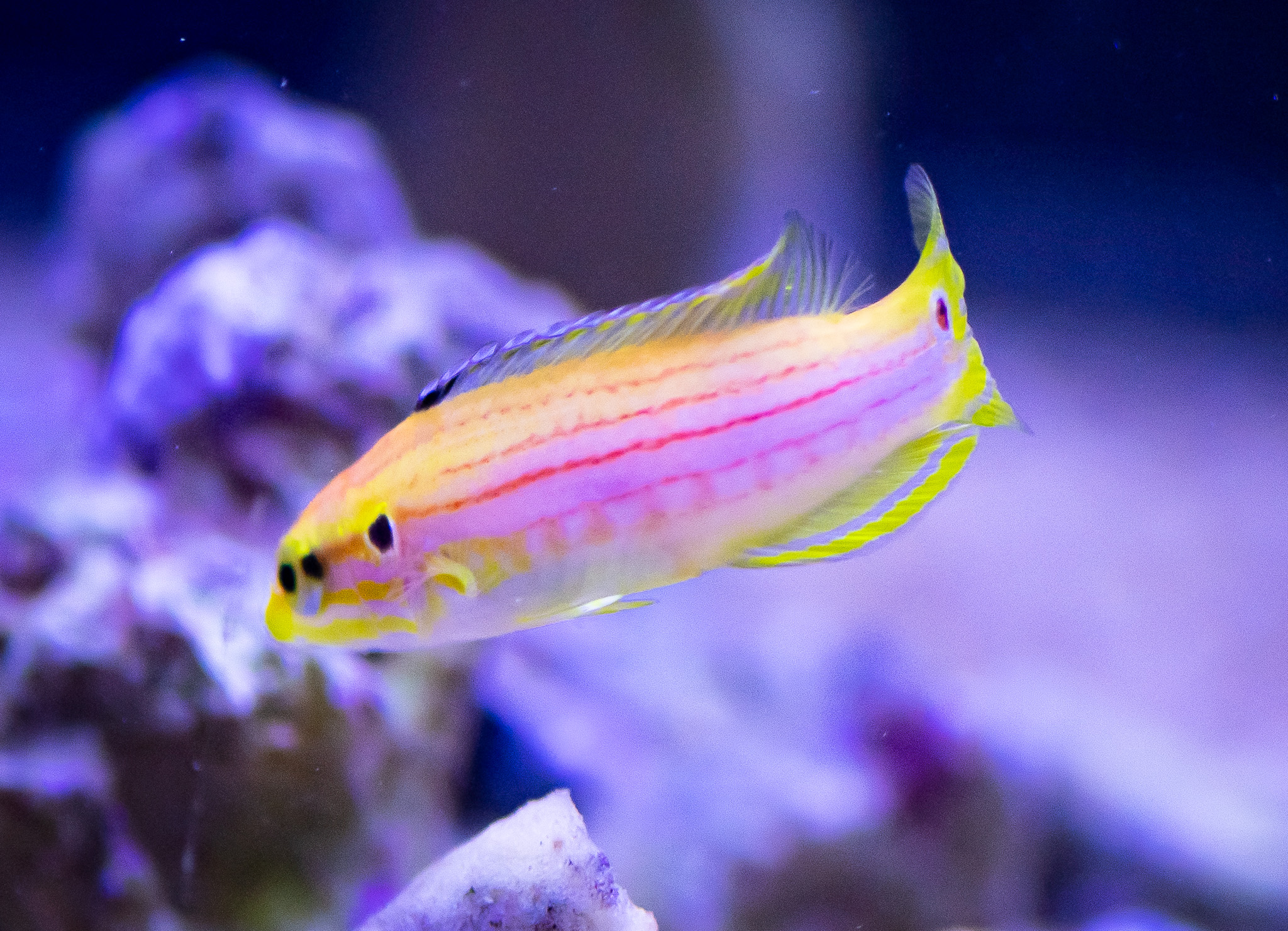 Candy Hogfish – Coral Ridge