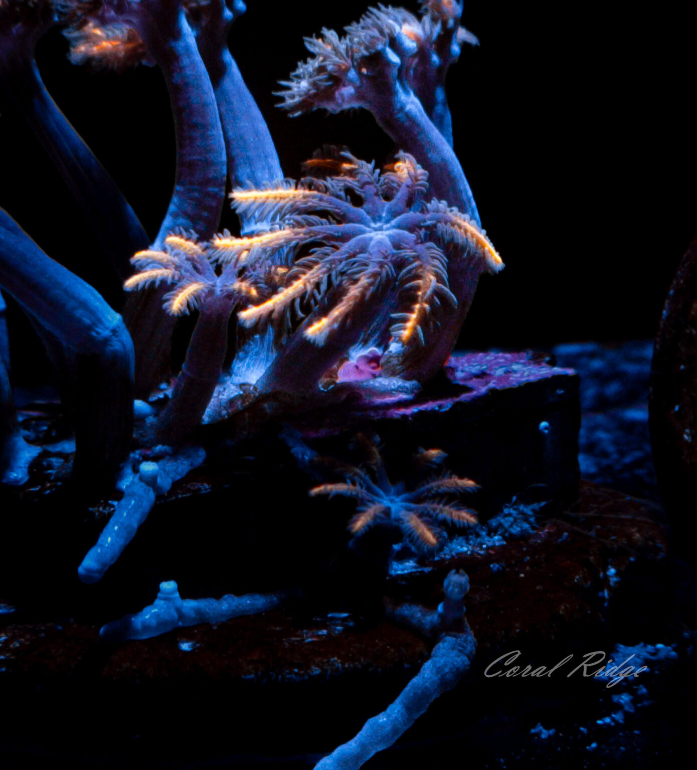 Golden Clove Polyp – Coral Ridge