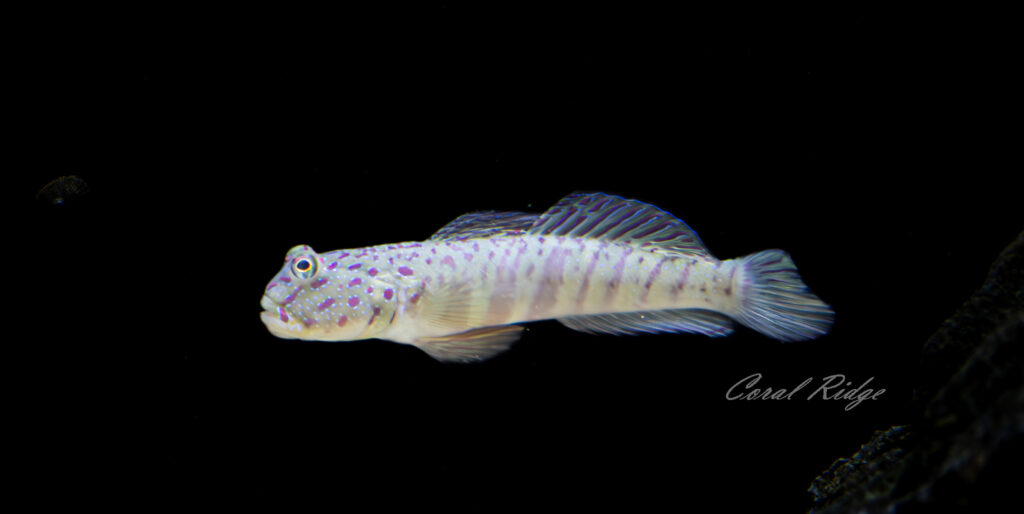 Pink Spotted Watchman Goby – Coral Ridge
