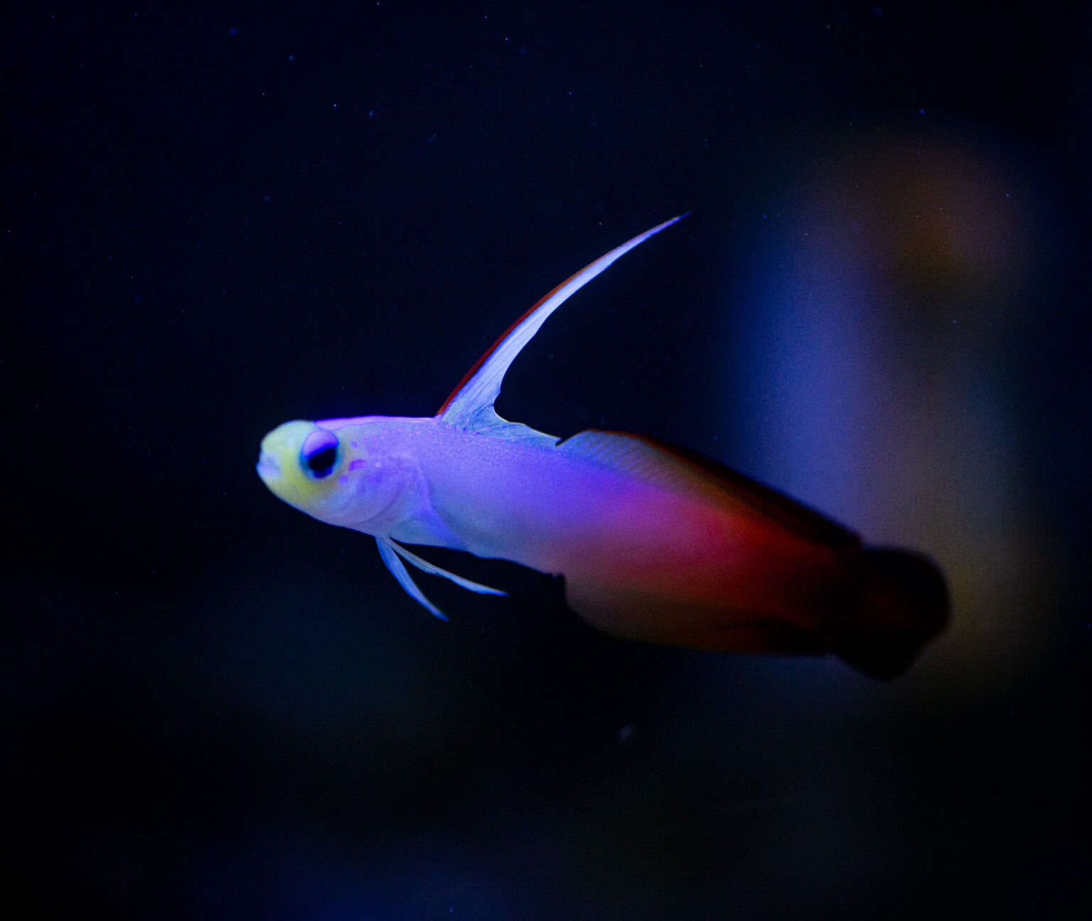 Red Firefish Goby – Coral Ridge