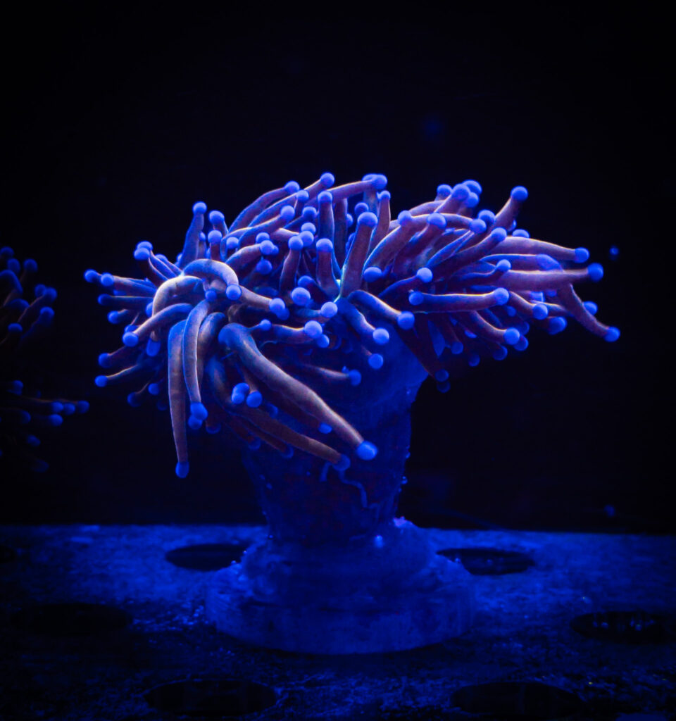 Indonesian Gold Torch Variant – Coral Ridge