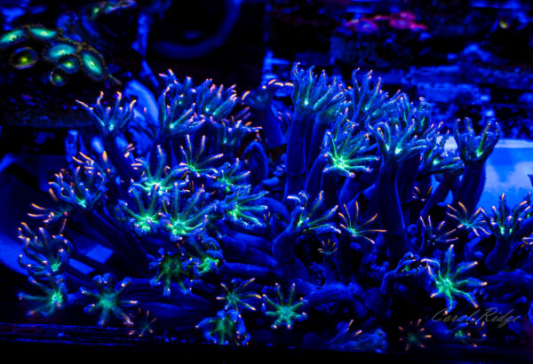 Fireworks Clove Polyp – Coral Ridge